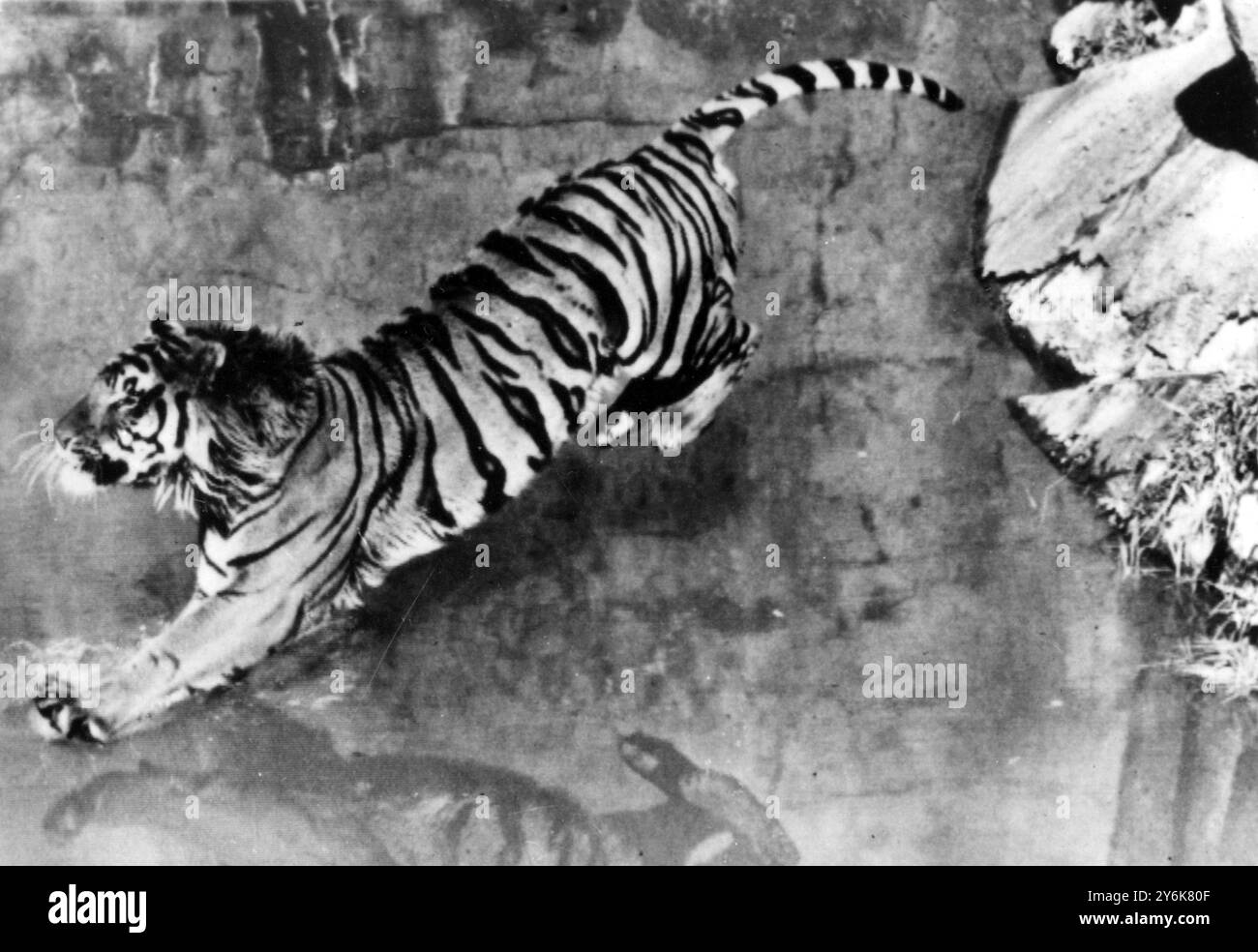 San Francisco California Mike the Tiger has new act at Zoo after heavy ...