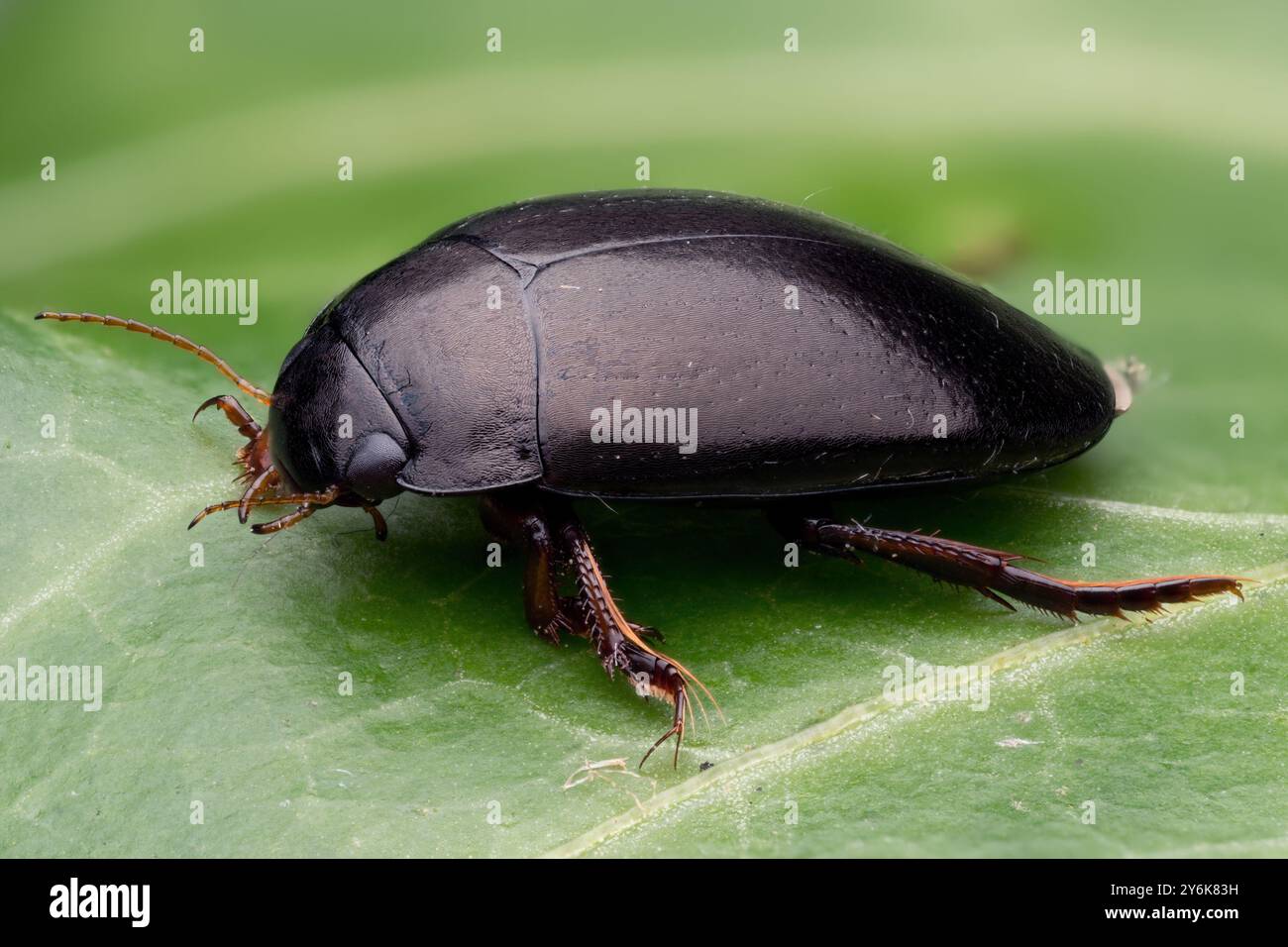 Agabus bipustulatus diving beetle. Tipperary, Ireland Stock Photo - Alamy