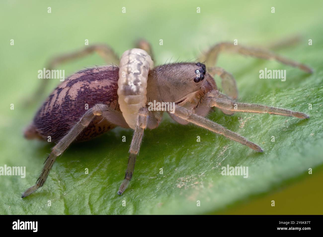 Clubiona sp spider with parasitoid wasp larva attached to body ...