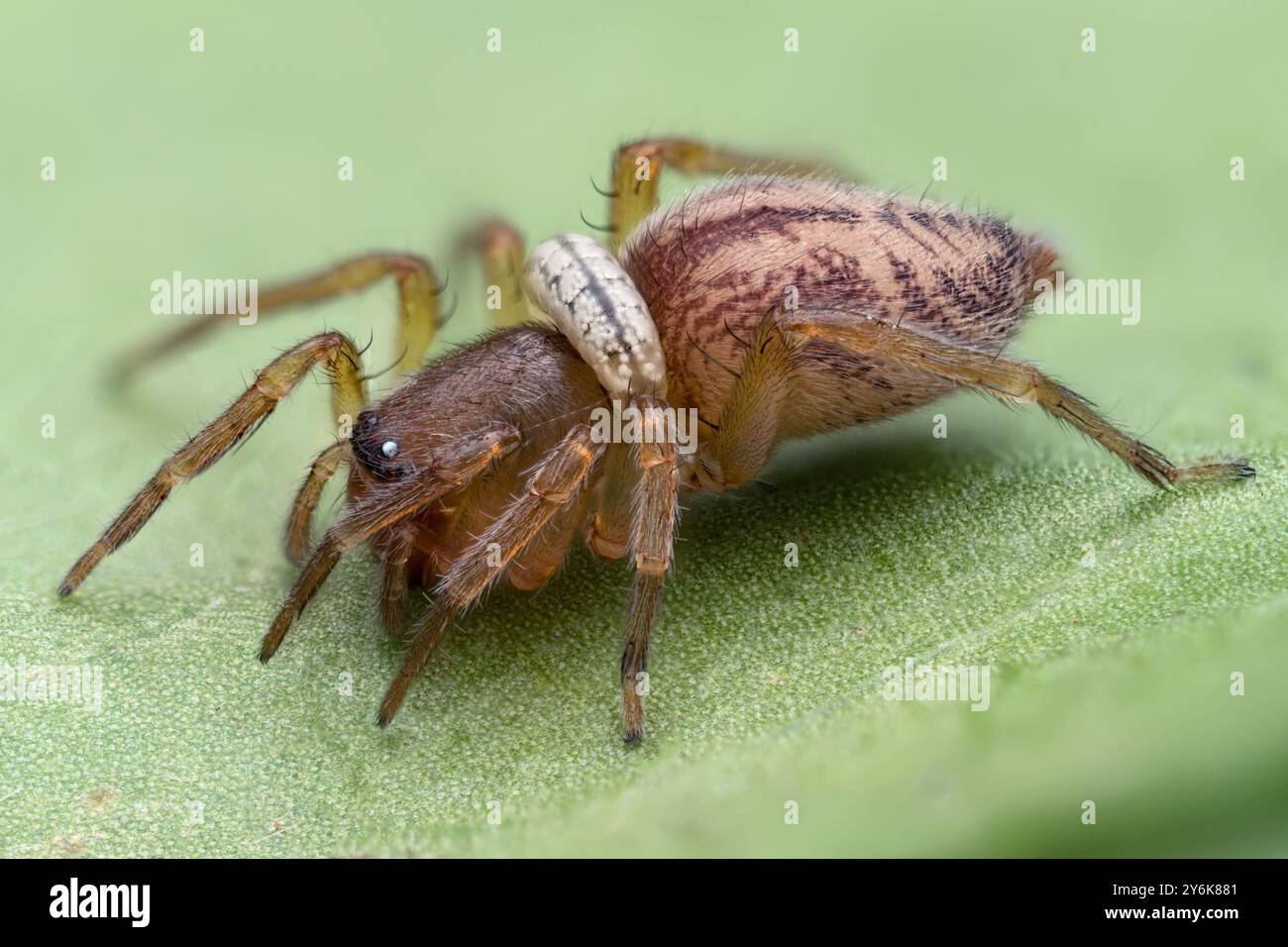 Clubiona sp spider with parasitoid wasp larva attached. Tipperary ...
