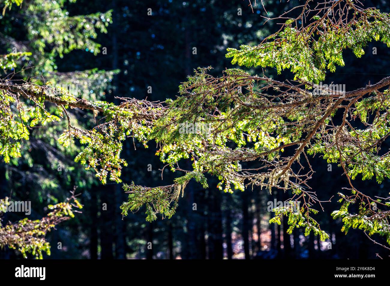 Autumn in Val Sesis. Explosion of colors in the Piave river valley ...