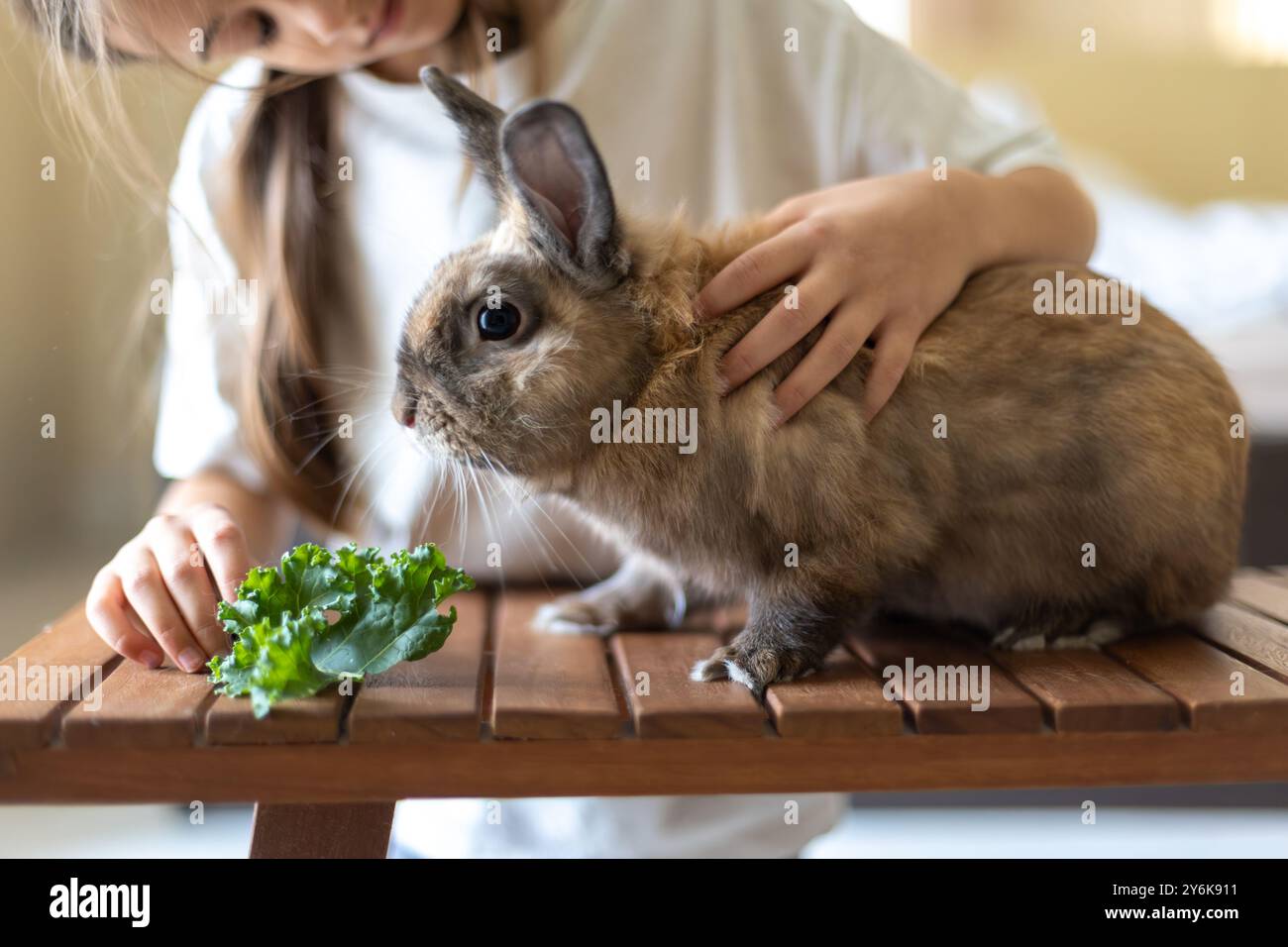 A domestic rabbit eats cabbage. Pet concept Stock Photo - Alamy