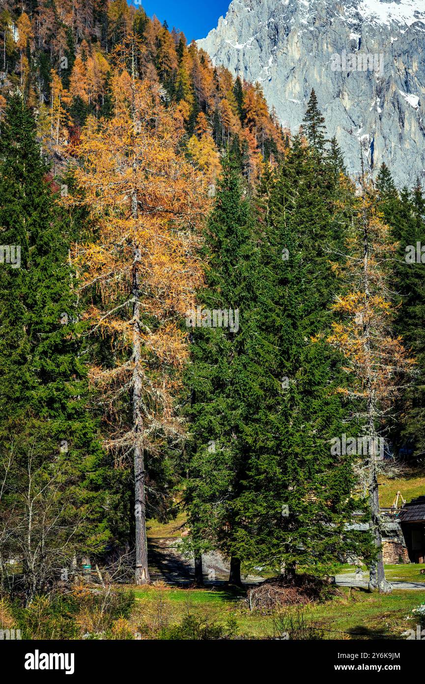 Autumn in Val Sesis. Explosion of colors in the Piave river valley ...