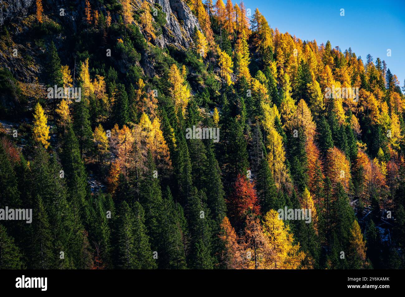 Autumn in Val Sesis. Explosion of colors in the Piave river valley ...
