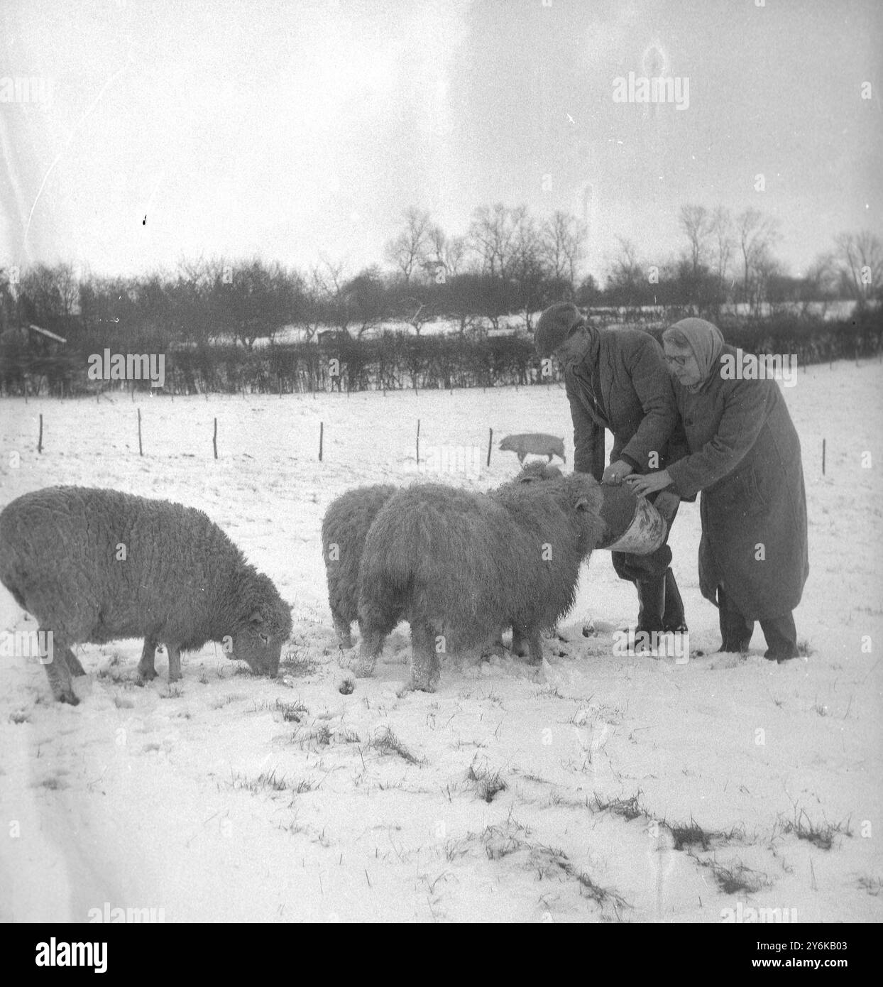 Mr and Mrs James, of James Farm Charing, Kent feeding their sheep by ...