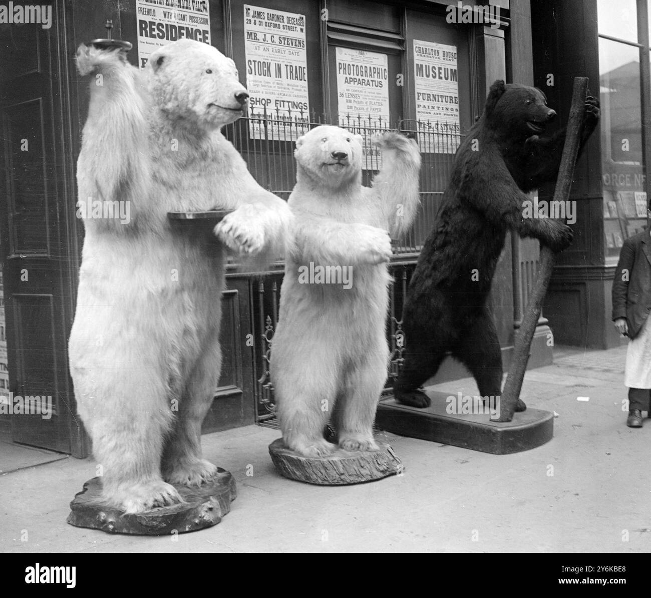 Stuffed bears outside the Stevens Auction Rooms Stock Photo - Alamy