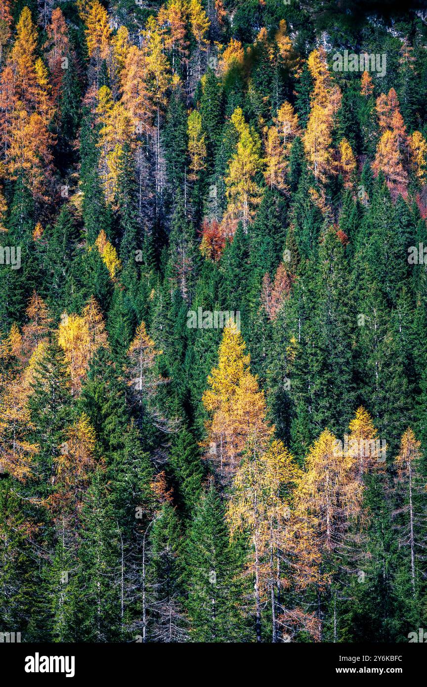 Autumn in Val Sesis. Explosion of colors in the Piave river valley ...