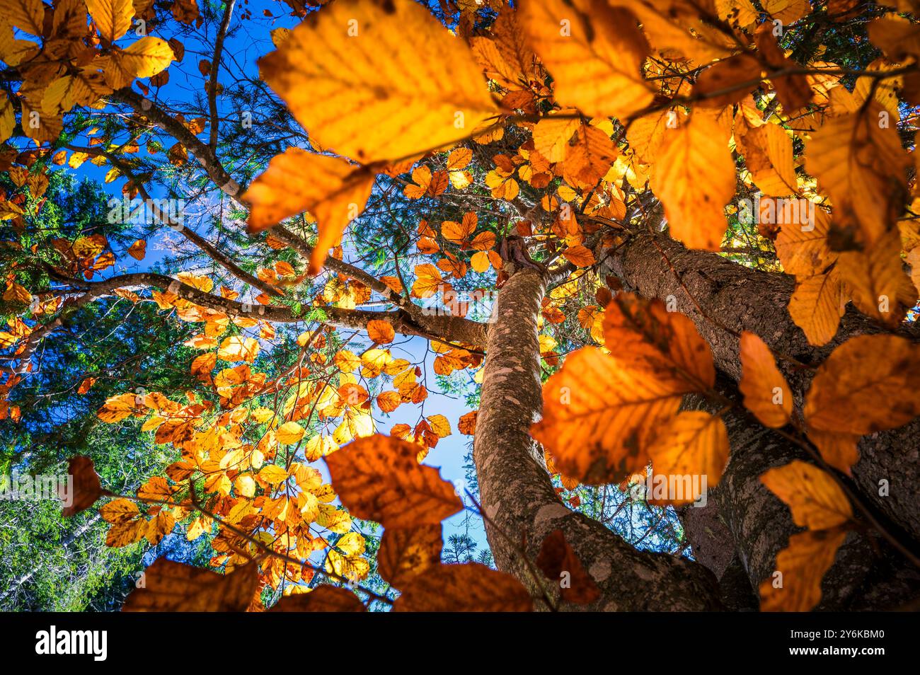 Autumn in Val Sesis. Explosion of colors in the Piave river valley ...