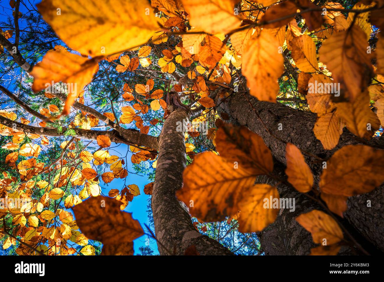 Autumn in Val Sesis. Explosion of colors in the Piave river valley ...