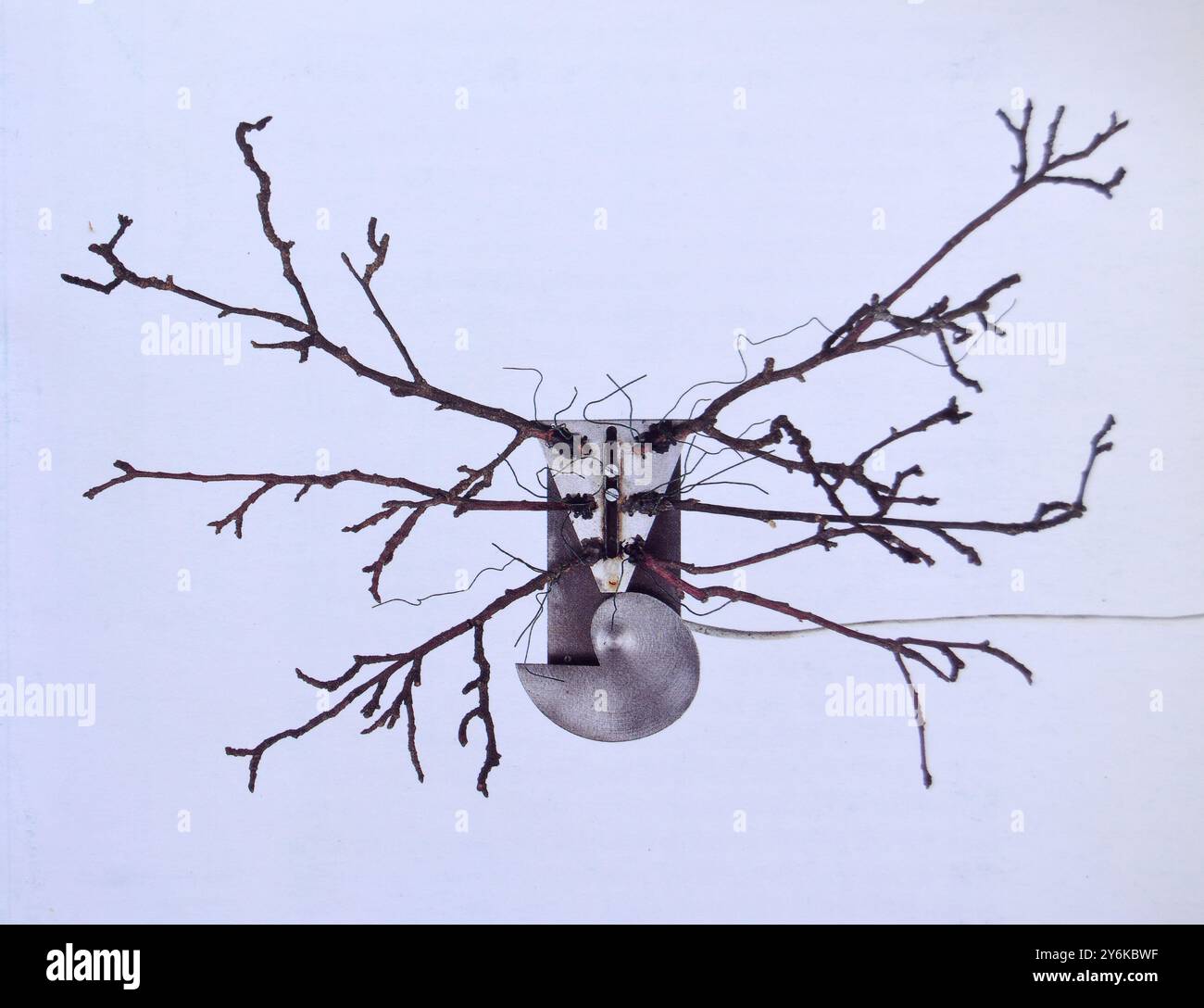 Drunken pear hi-res stock photography and images - Alamy