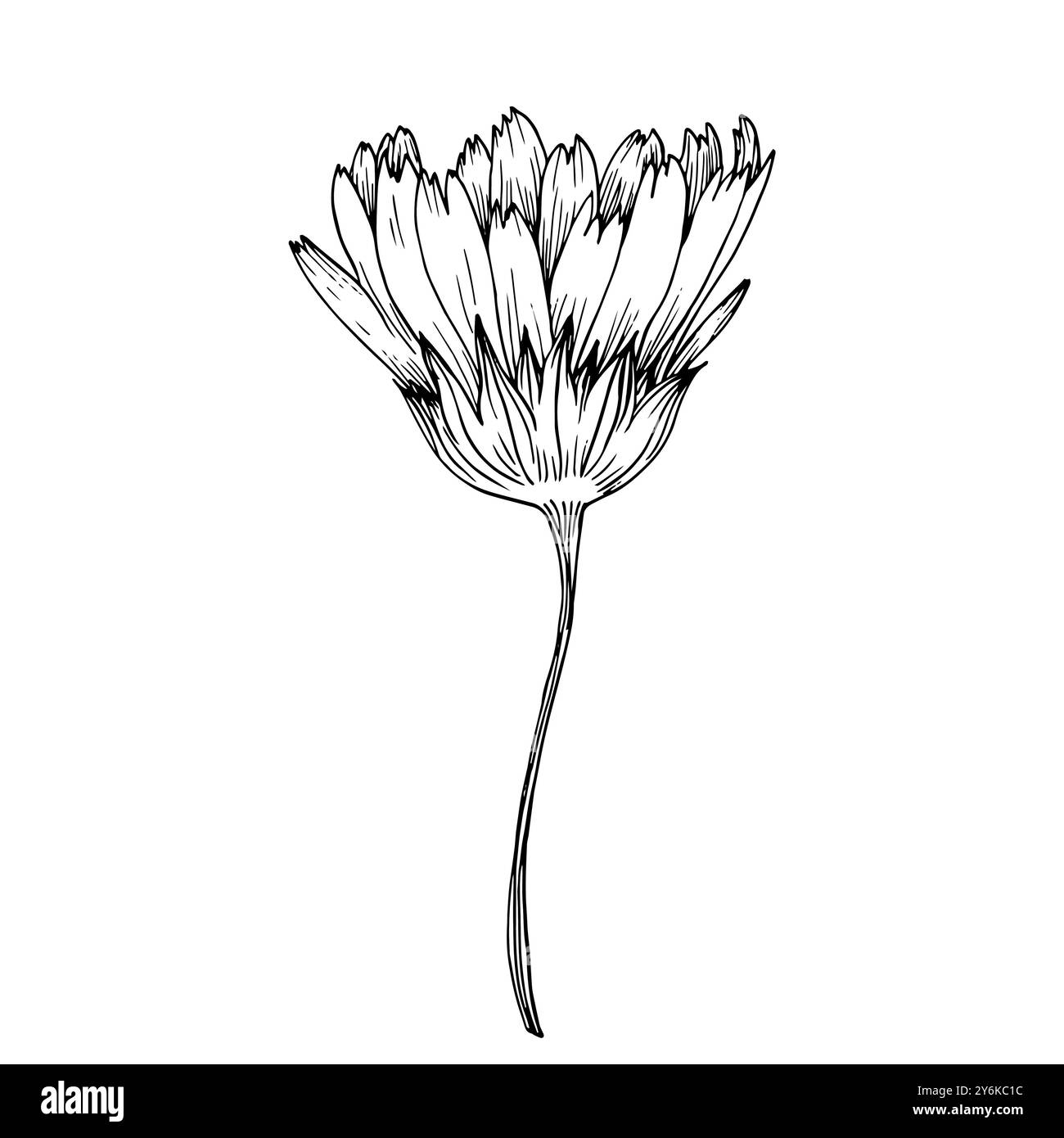 Calendula branch hand drawn sketch. Line drawn illustration on white ...