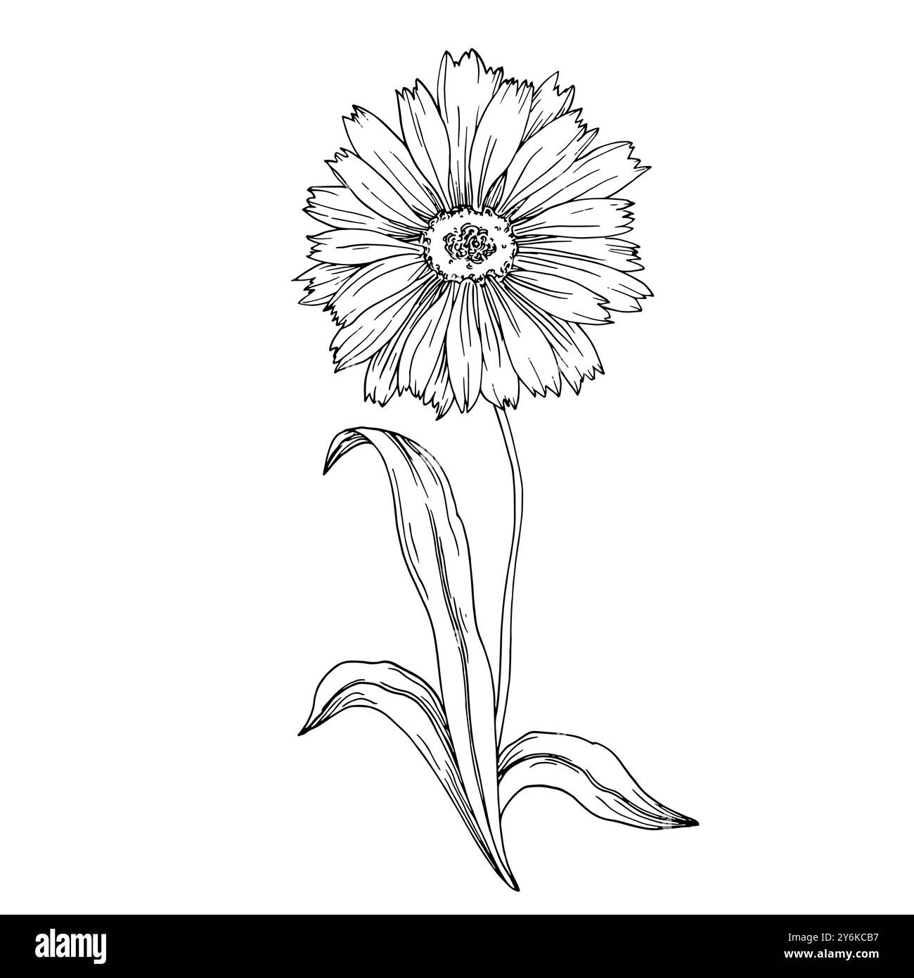 Calendula branch hand drawn sketch. Line drawn illustration on white ...