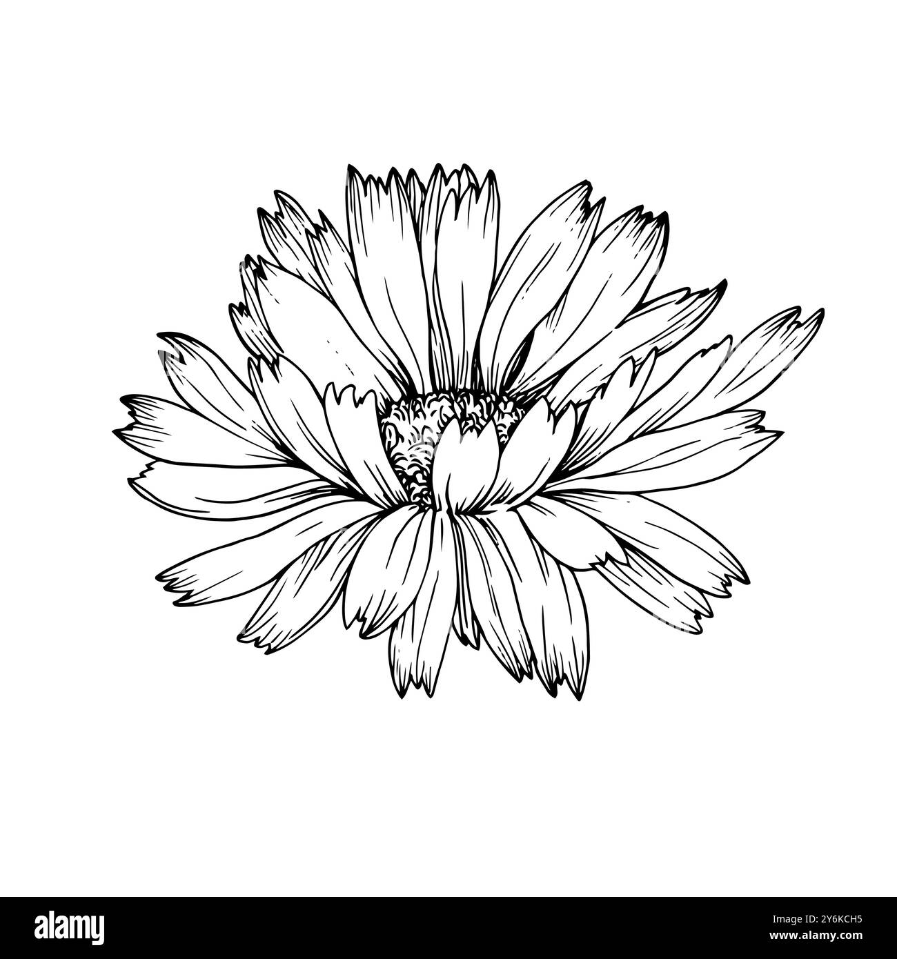 Calendula flower bud hand drawn sketch. Line drawn illustration on ...