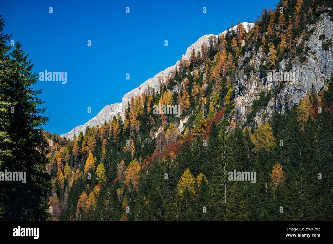 Autumn in Val Sesis. Explosion of colors in the Piave river valley ...