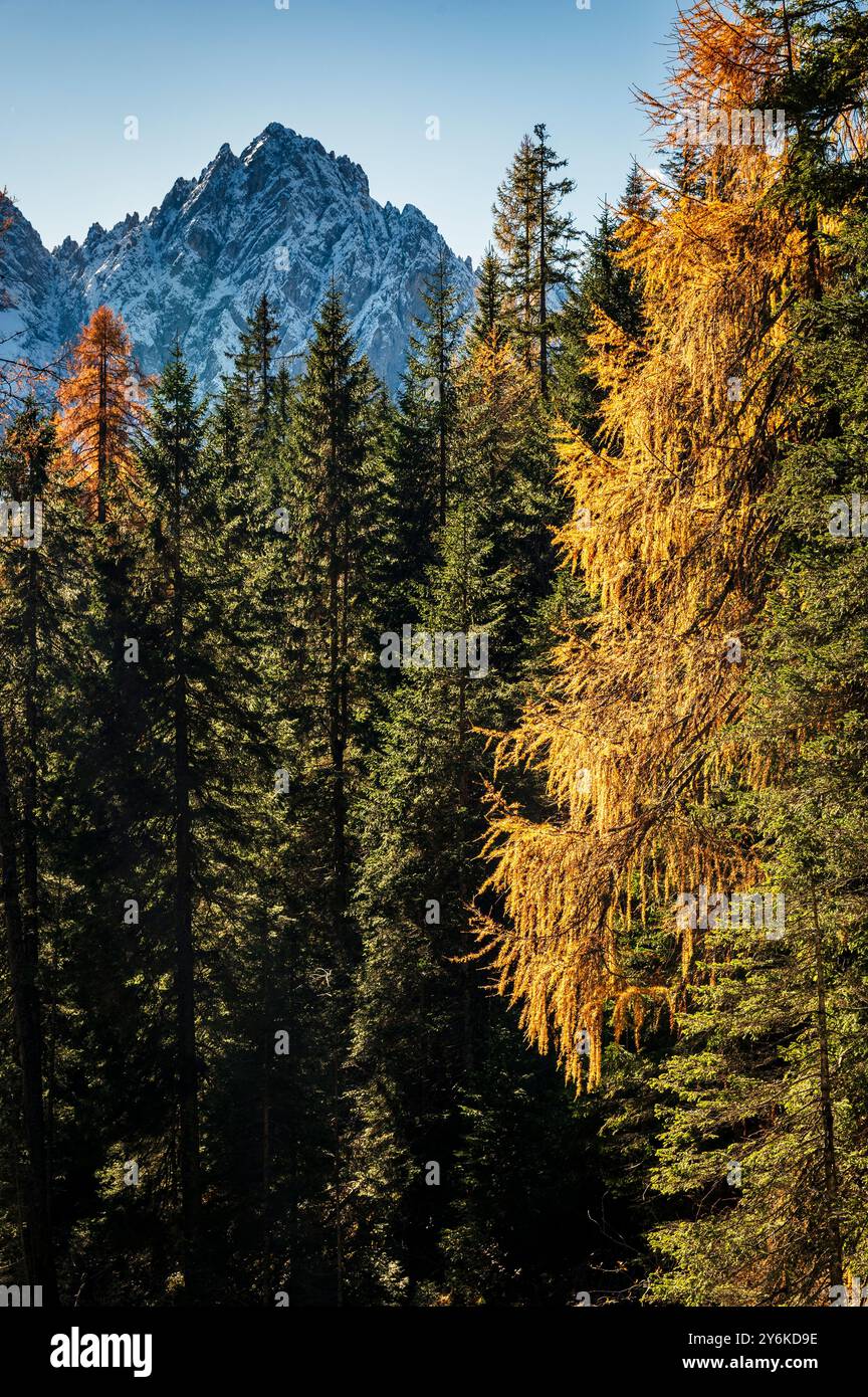 Autumn in Val Sesis. Explosion of colors in the Piave river valley ...