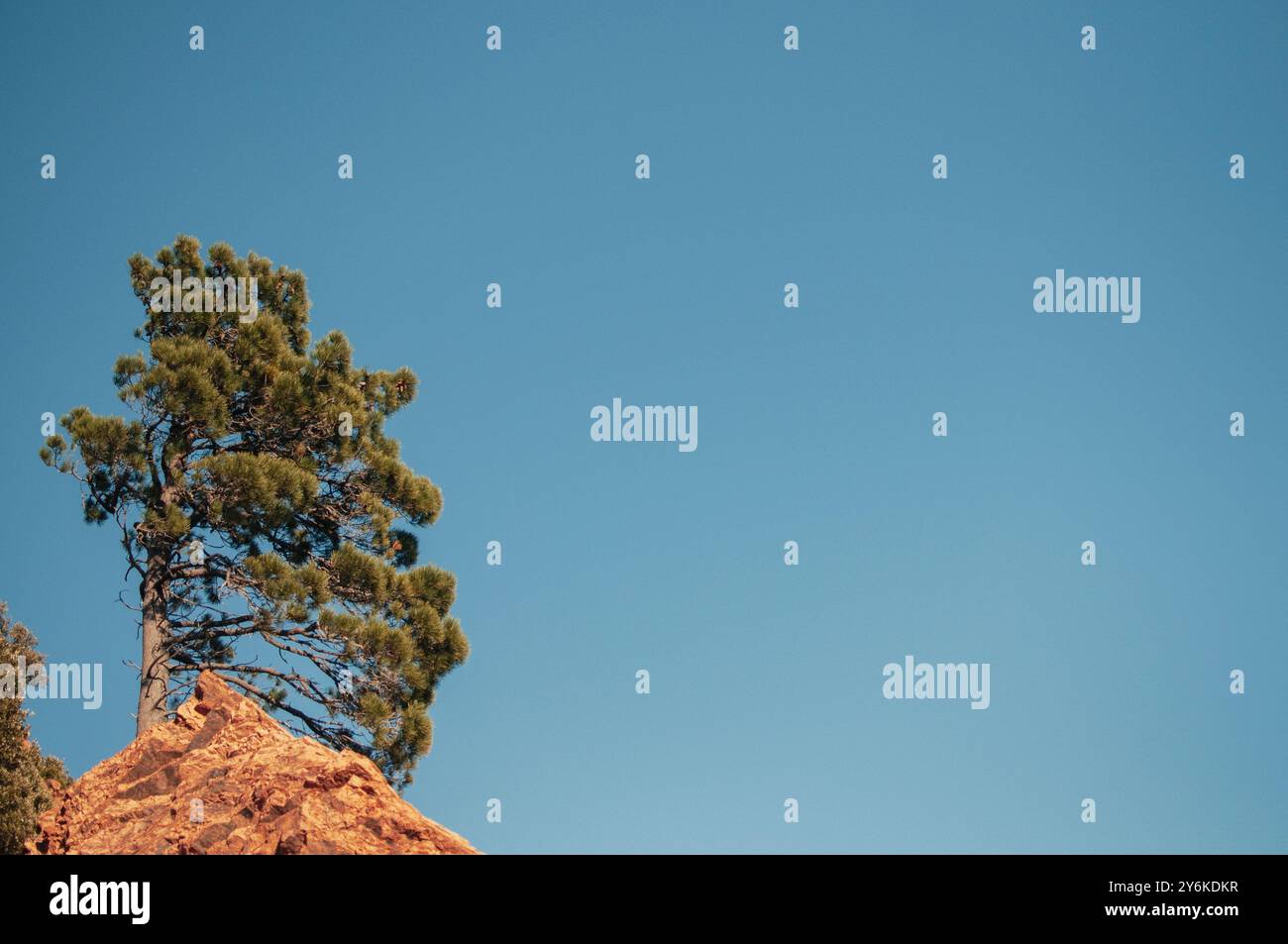 Mediterranean vegetation on the French Riviera in the Estérel National ...
