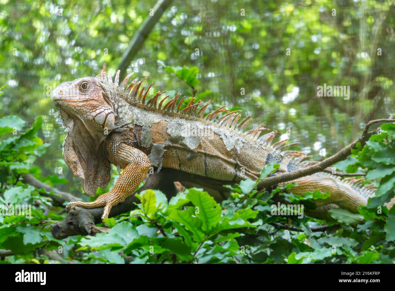 Leguan lizard hi-res stock photography and images - Alamy