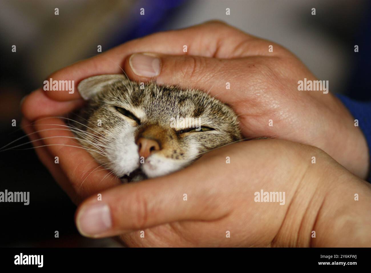 Squish face hi-res stock photography and images - Alamy