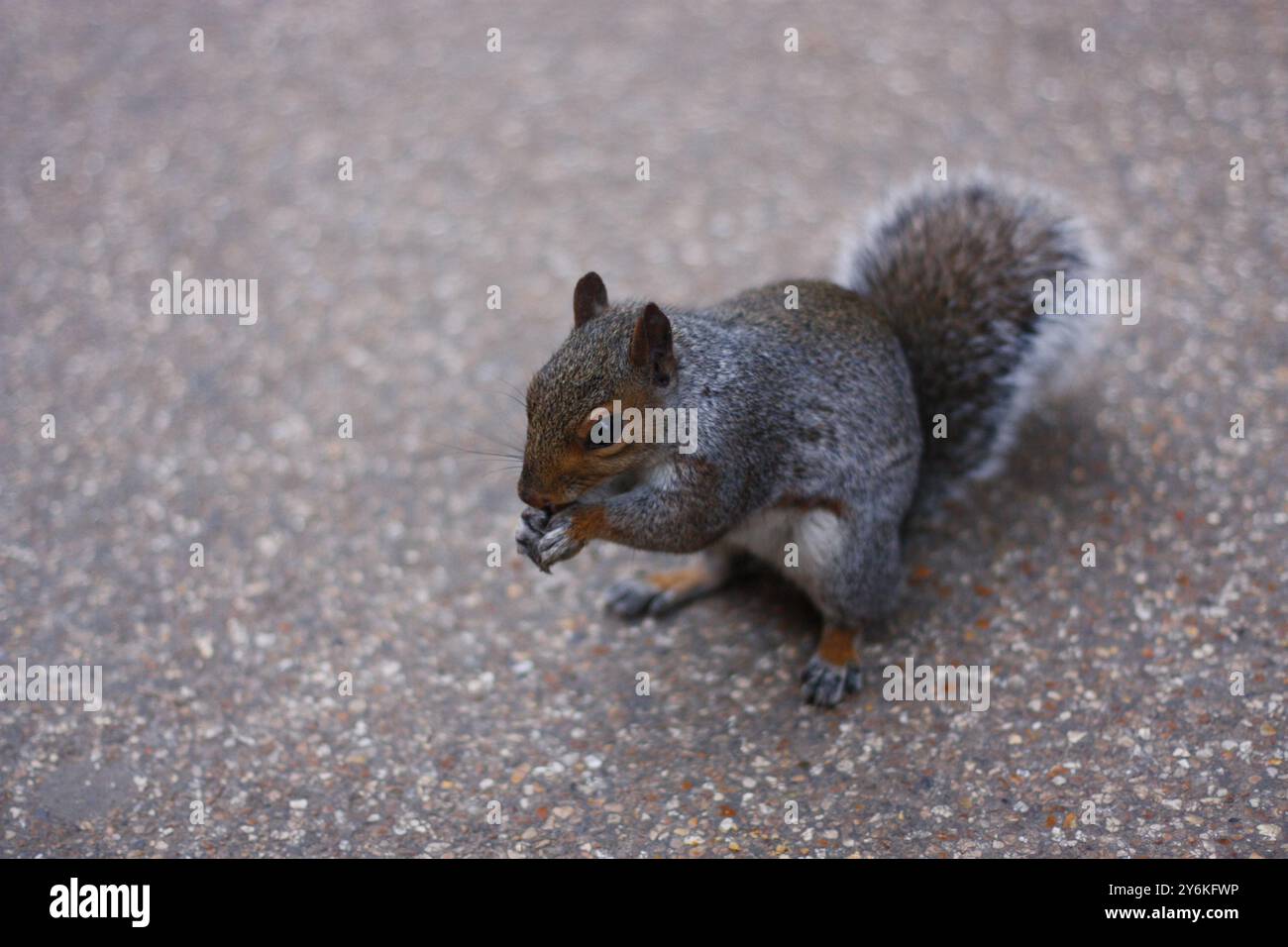 Photo of a grey squirrel in Hyde Park, London Stock Photo - Alamy
