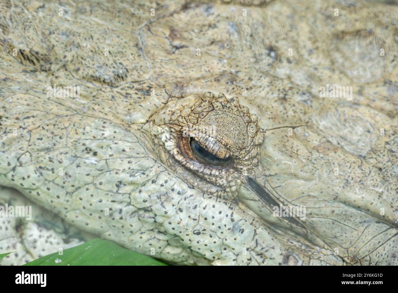 alligator eye in detail, watching the area Stock Photo - Alamy