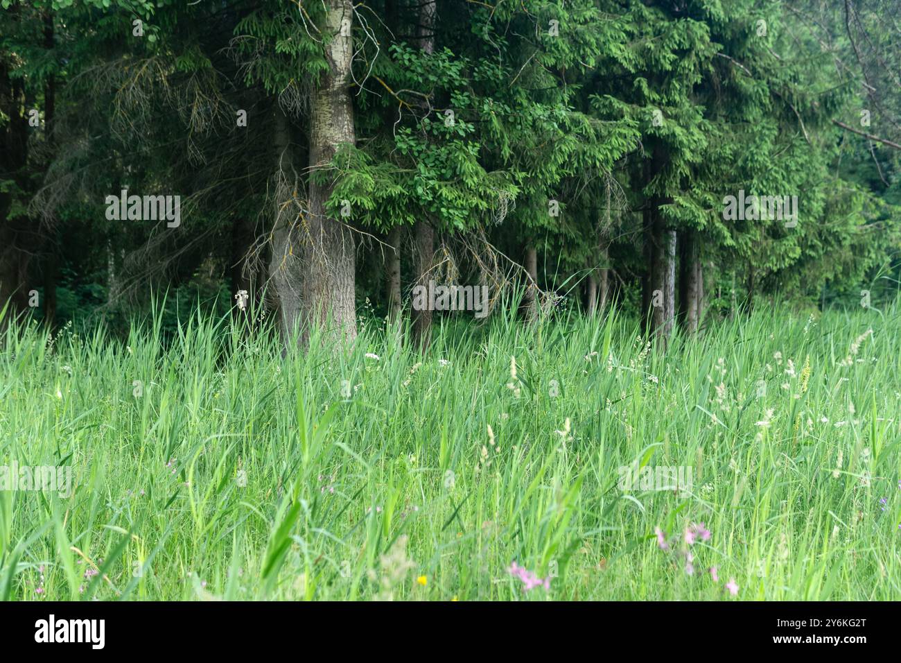 Meadow grass inflorescences close hi-res stock photography and images ...