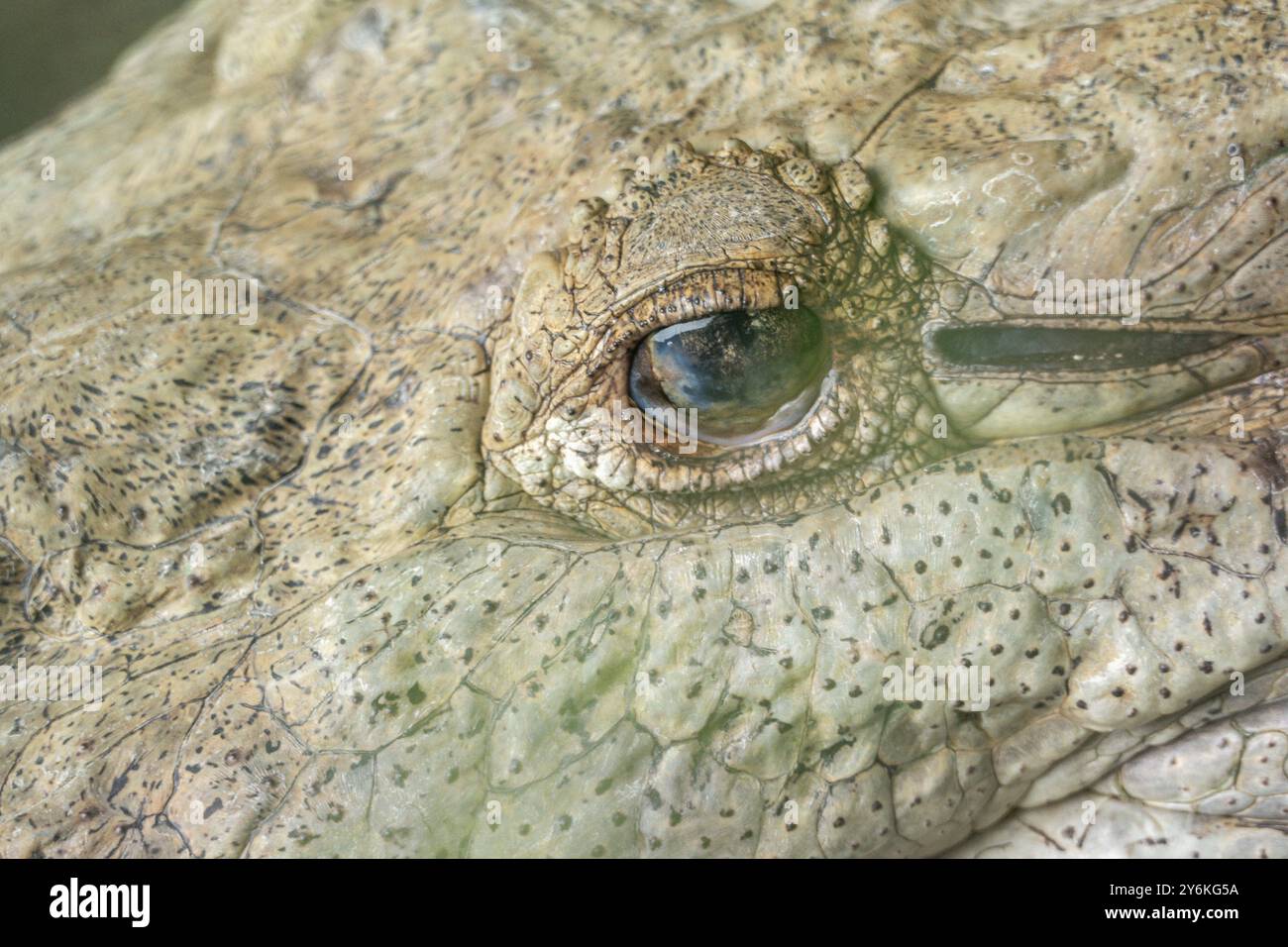 alligator eye in detail, watching the area Stock Photo - Alamy