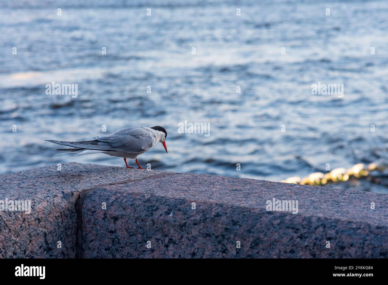 Common tern bird on a granite parapet above the water Stock Photo - Alamy