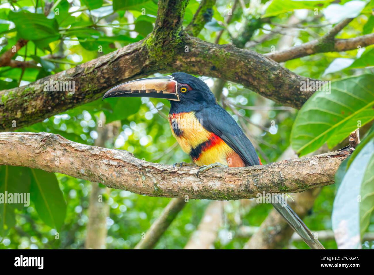 tucan sitting on a bench of a tree in the jungle of panama Stock Photo ...