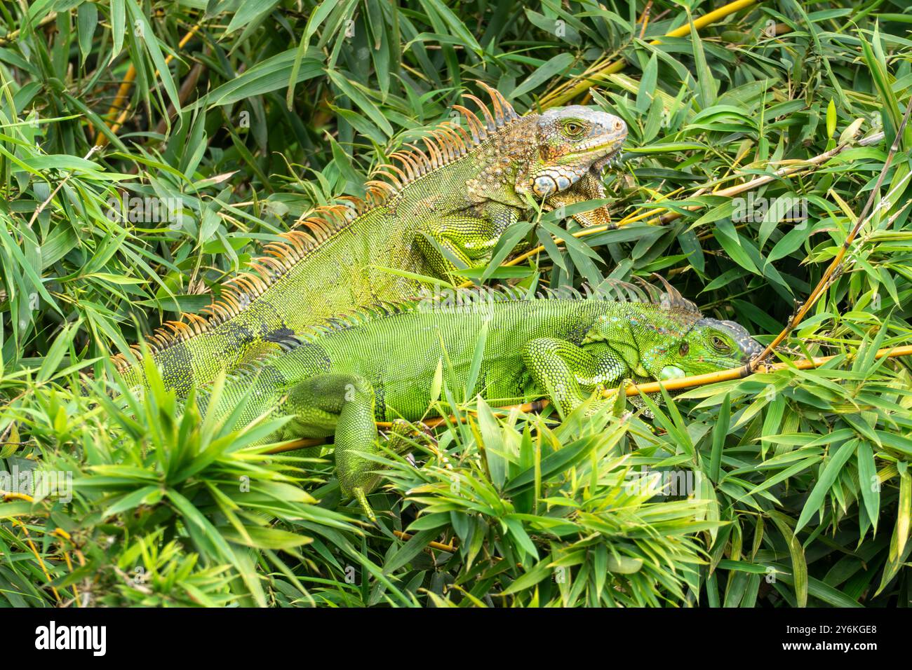 Panama wildlife hunting hi-res stock photography and images - Alamy