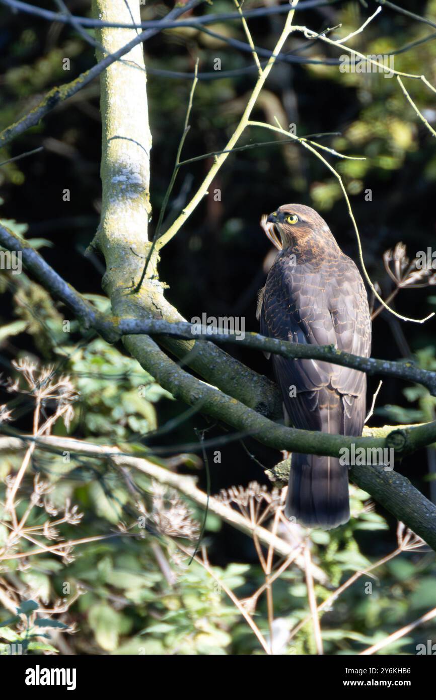 Sparrowhawk feeds on small birds. Commonly spotted in Father Collins Park, Dublin, Ireland's ...