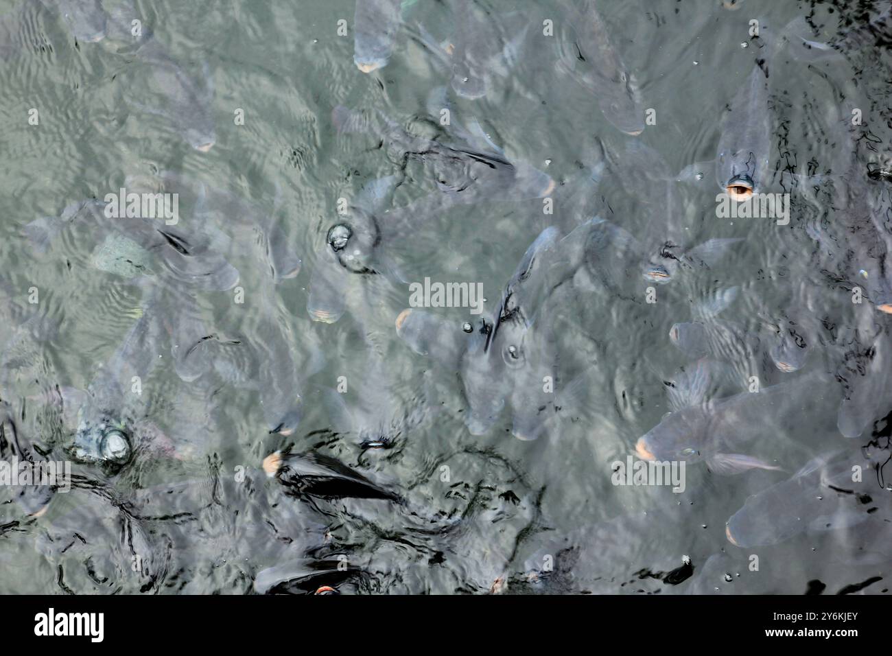 Freshwater fish below the surface of the pond water. The fishing ...