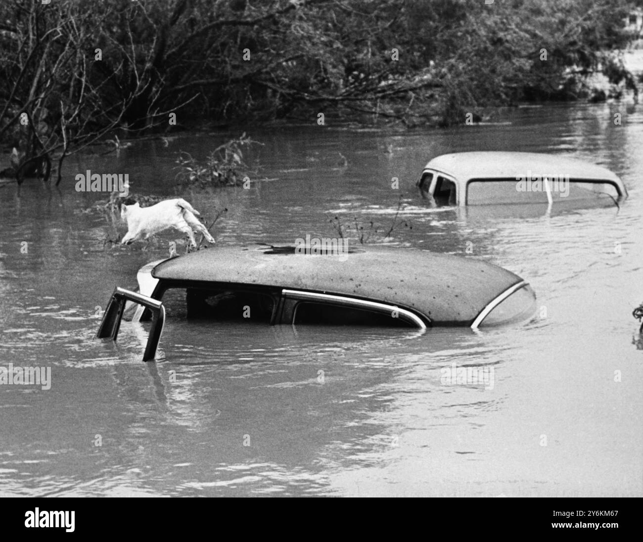 Cat Leap to Safety - Three Rivers, Texas - 26 September 1967 A cat who ...