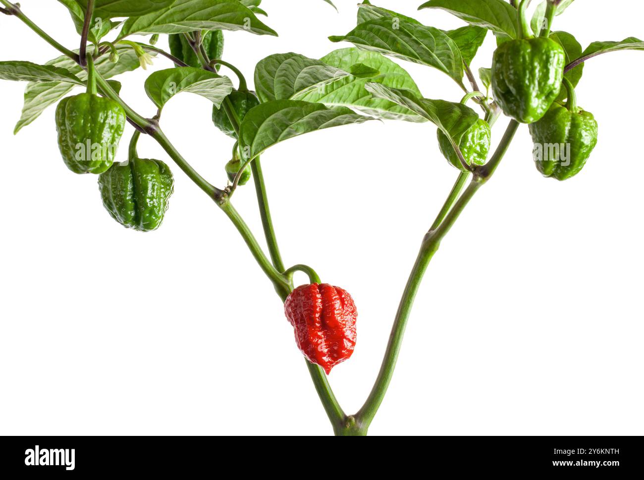 Ped Carolina Reaper peppers plants with ripe and unripe fruit. Green ...
