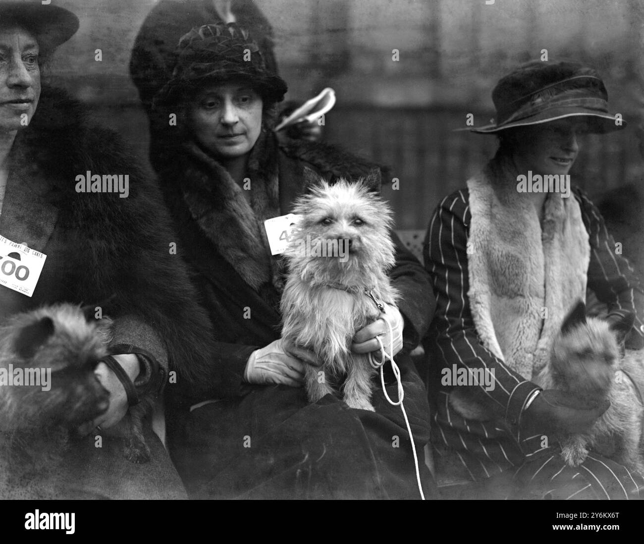 Bennachie dog hi-res stock photography and images - Alamy