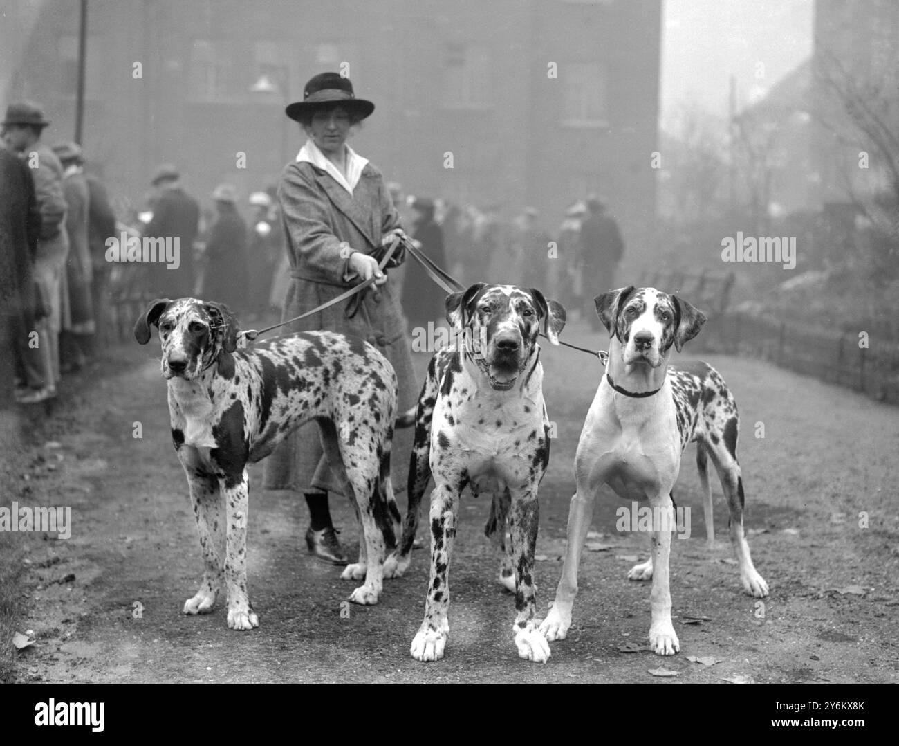 Metropolitan and Essex Canine Society's Show at The Peoples Palace ...