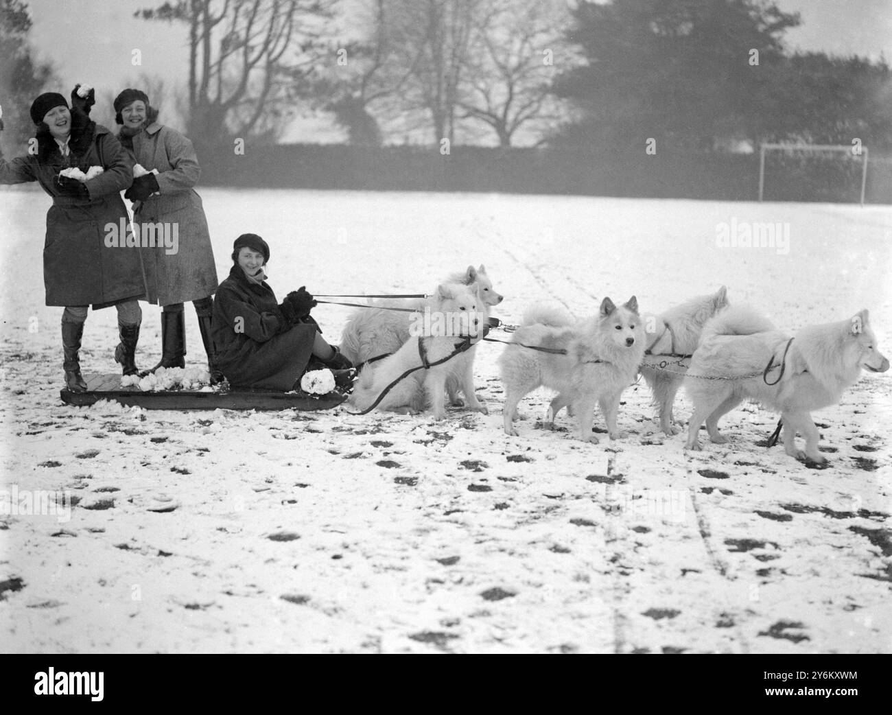 A Samoyed team at the Kennels of Miss M. Keyte-Perry, Oak Hall ...