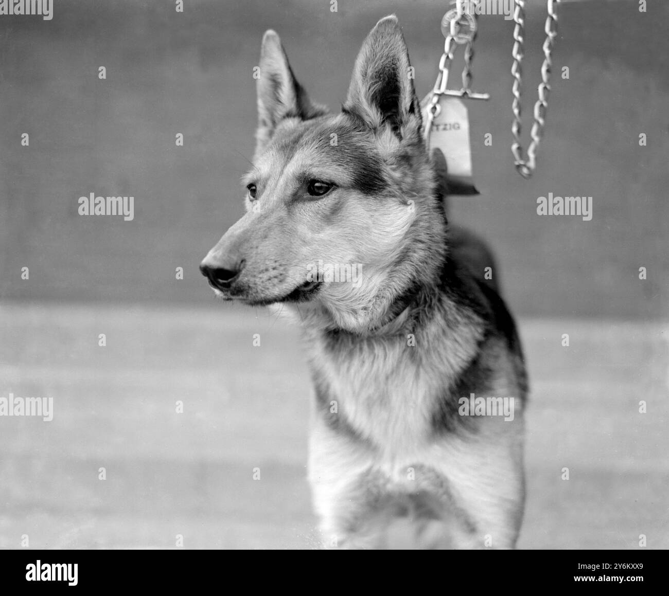 Alsatian Dog Club Championship Show at Stanford Bridge. The Duchess of ...