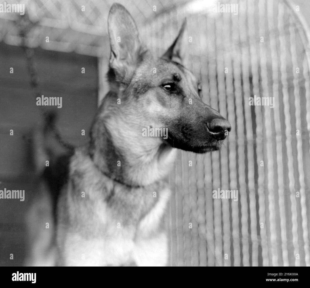 Alsatian Dog Club Championship Show at Stanford Bridge. The Duchess of ...