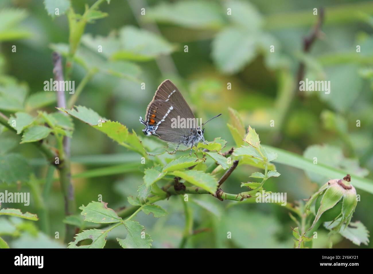 Blue-spot Hairstreak - Satyrium spini Stock Photo - Alamy