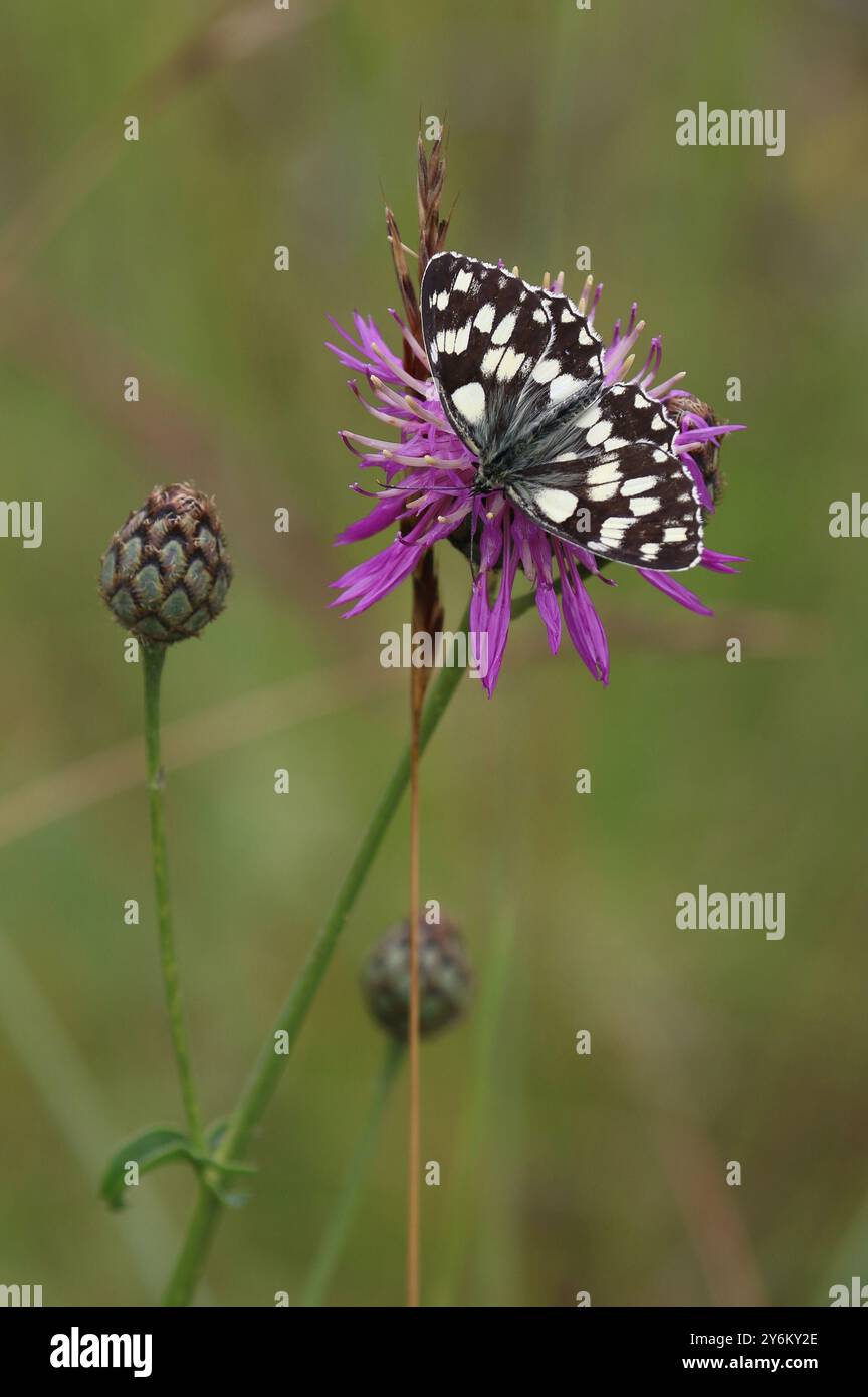 Marbled White Butterfly male - Melanargia galathea Stock Photo - Alamy