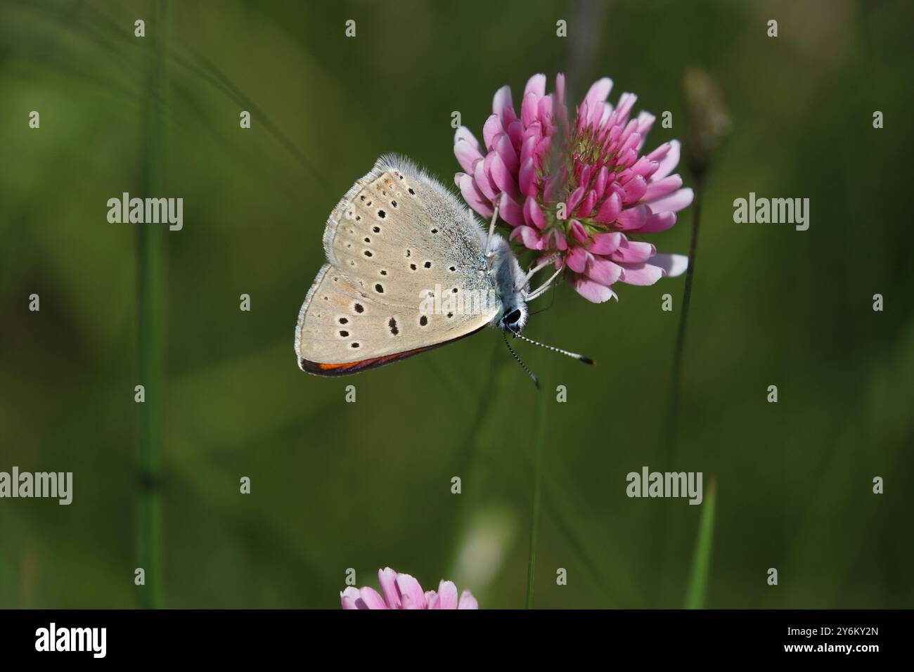 Purple-edged Copper - Lycaena hippothoe Stock Photo - Alamy