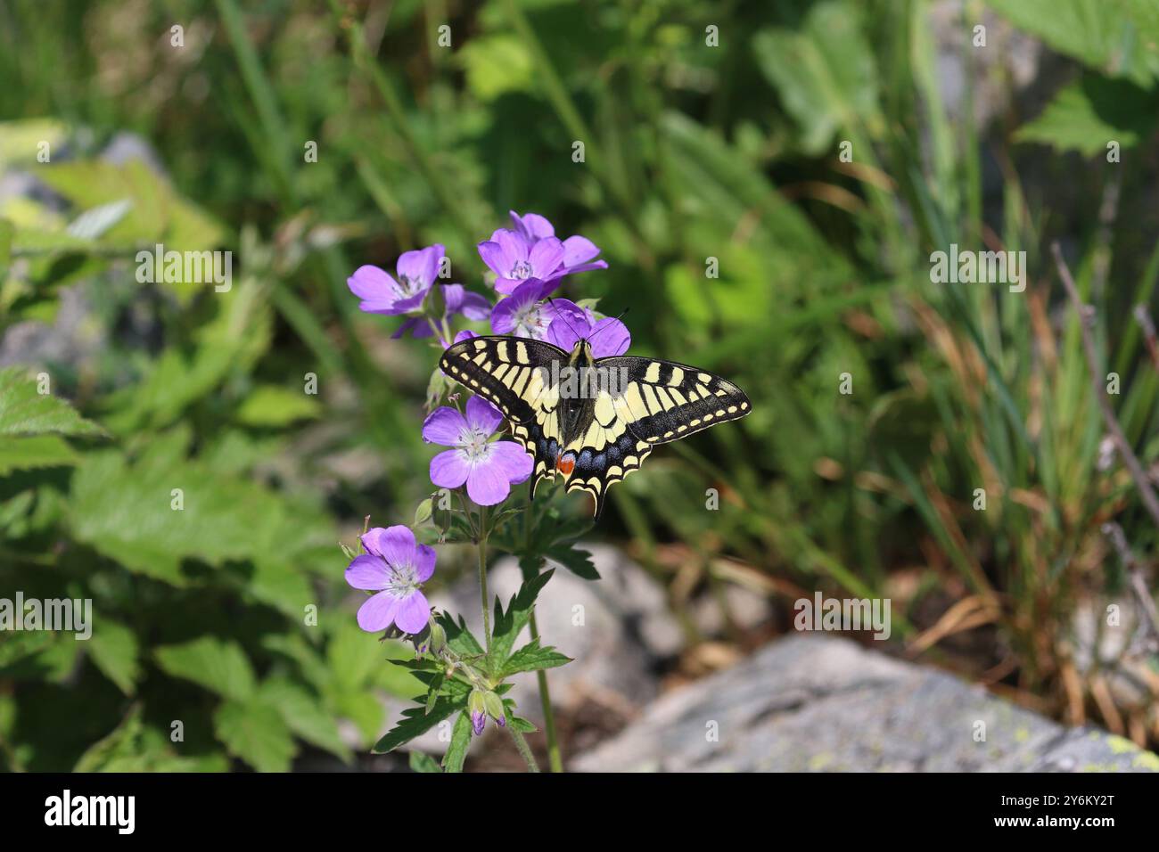 Common Swallowtail Butterfly - Papilio machaon Stock Photo - Alamy
