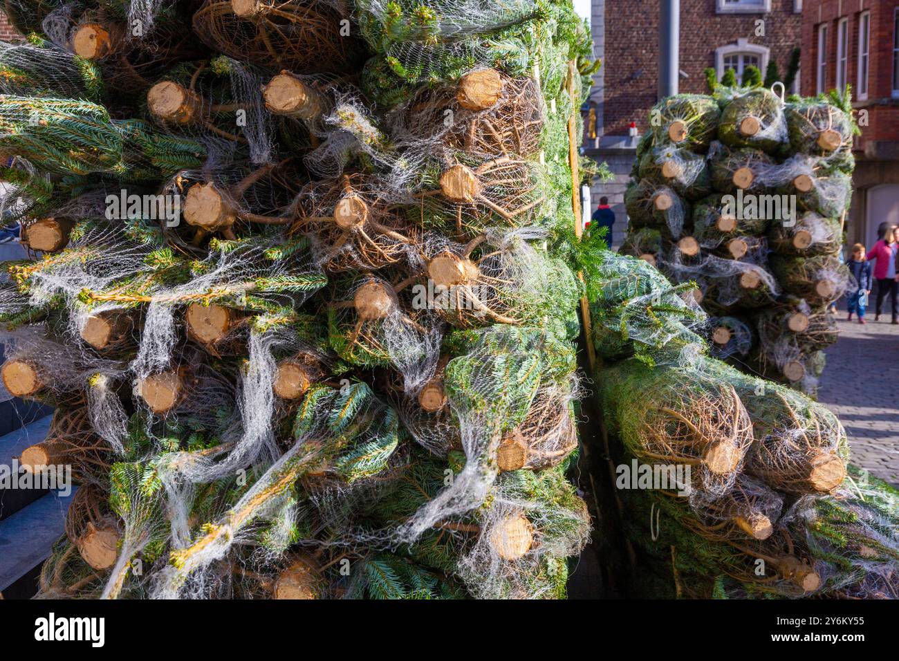 Wrapped Christmas trees for a Christmas market installation Stock Photo ...