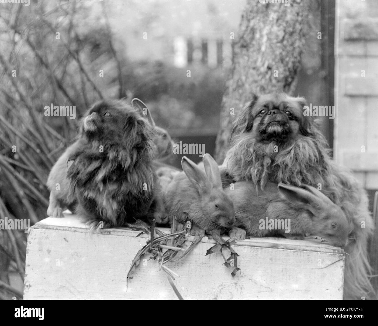 Mr Arthur Maxwell, a well-known breeder of Pekinese Dogs before the war ...