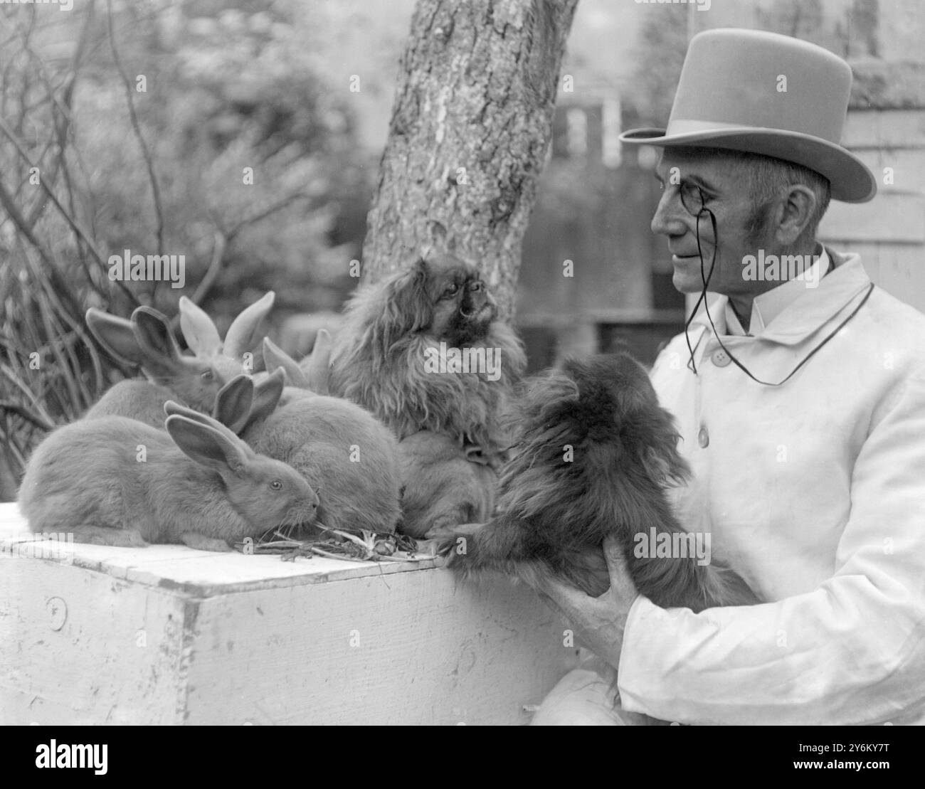 Mr Arthur Maxwell, a well-known breeder of Pekinese Dogs before the war ...