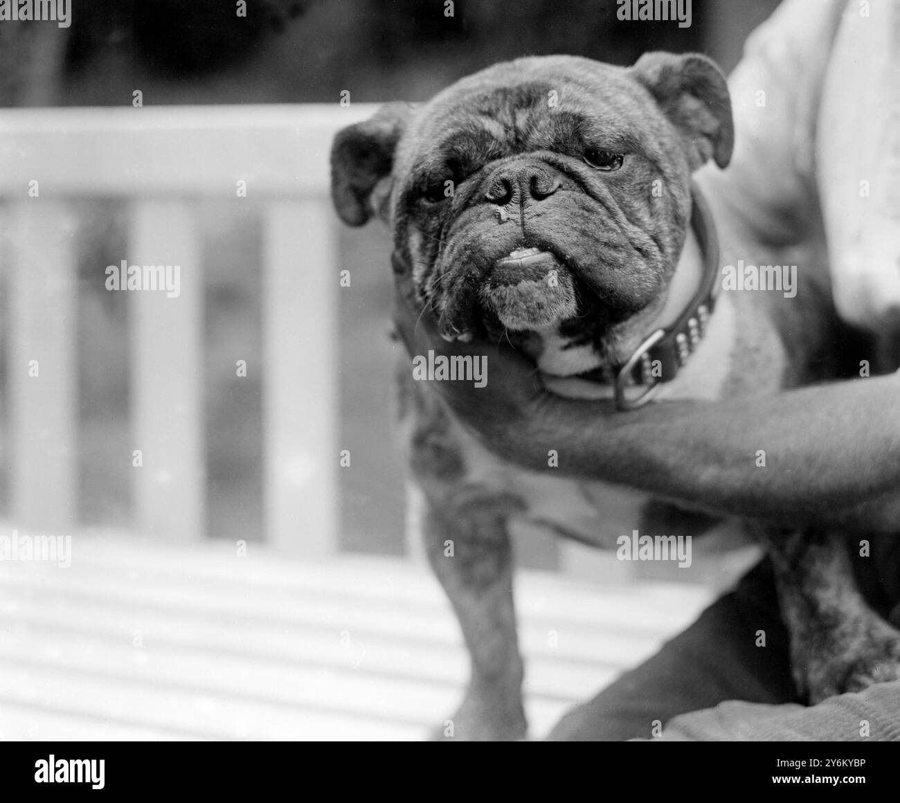 Bulldogs bred by Mrs Maynard at Clevelock Kennels, Goring. "Kilburn ...