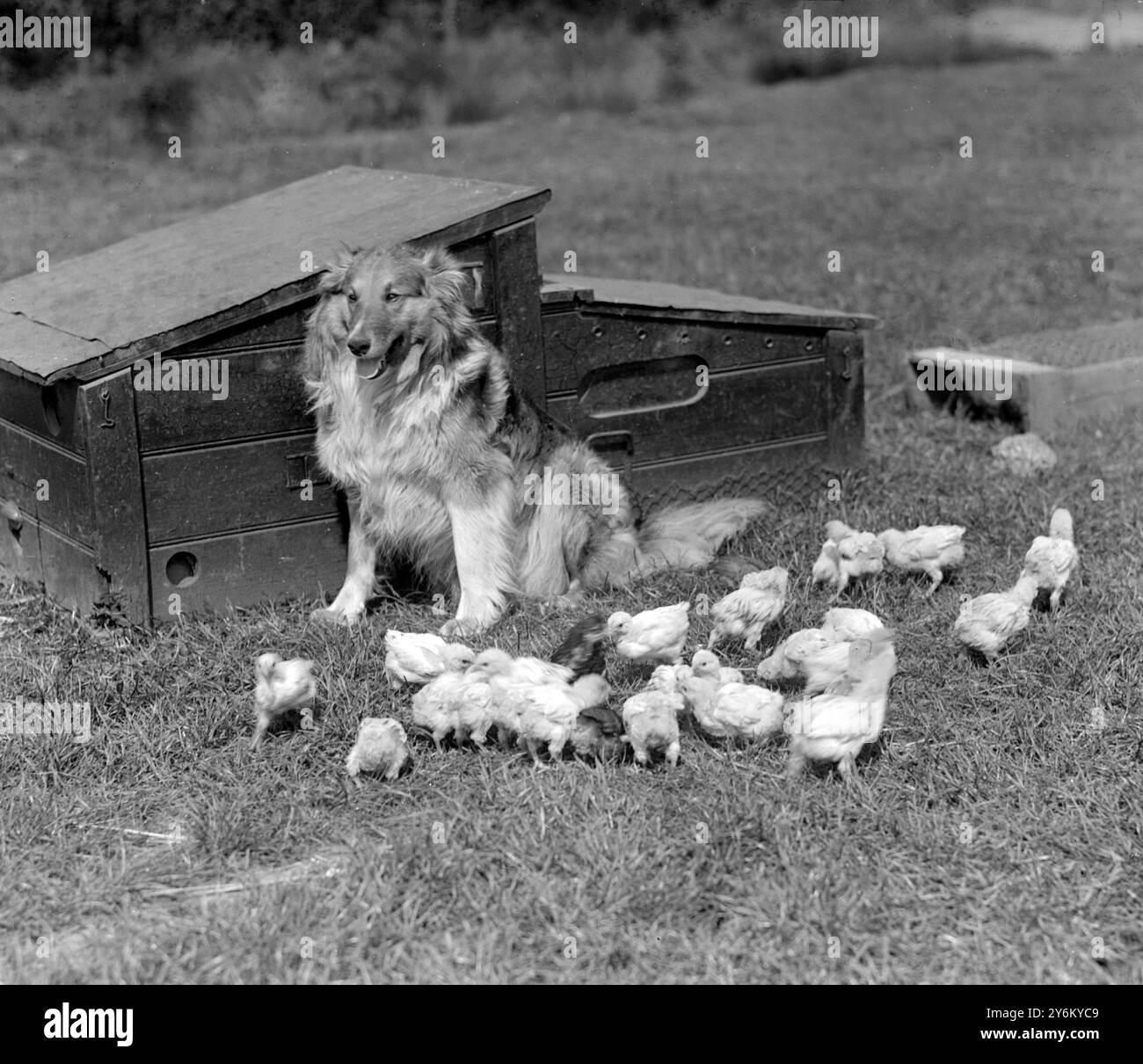 Dog helps to run a Poultry Farm. Guarding the chickens Stock Photo - Alamy