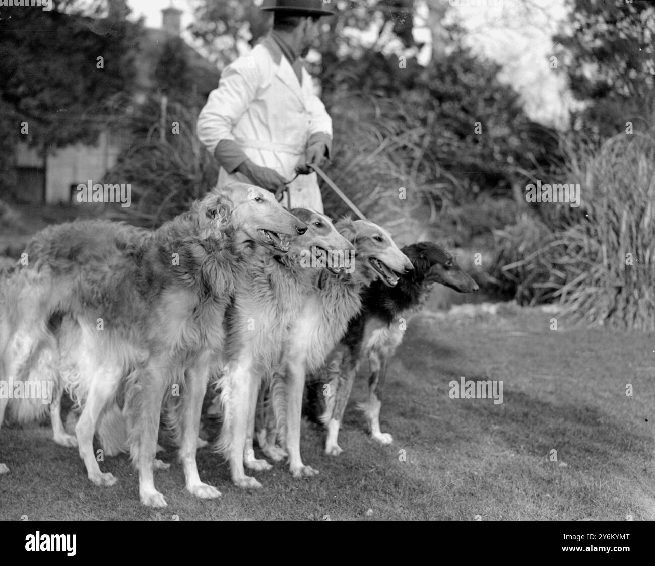 At Mr H.E. Guy's Borzoi kennels of the Hollies, Ringley Park, Reigate ...