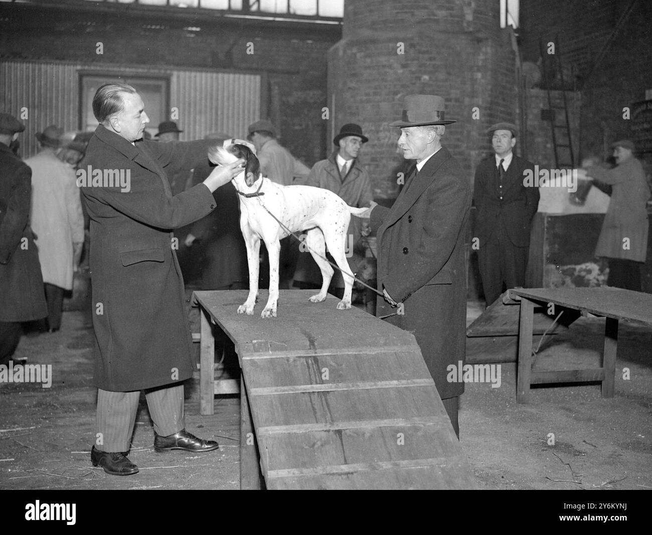 Cruft's Show at the Agricultural Hall Islington London. Passing the ...