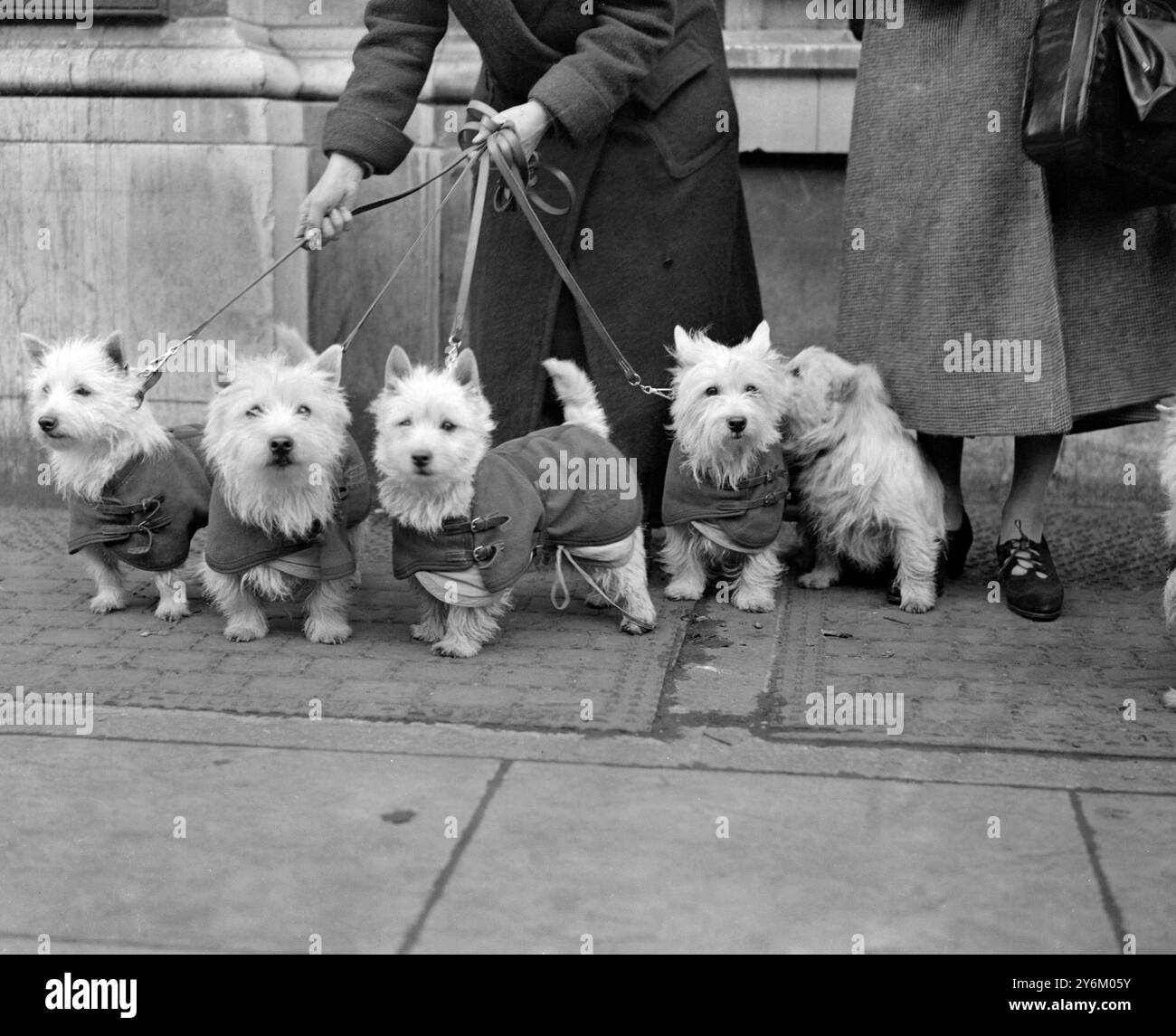 National Terrier Show at Olympia London Miss H.A. Shaw's West Highland ...
